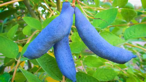 Vibrant And Unique 22 Amazing Fruits That Are Blue In Color