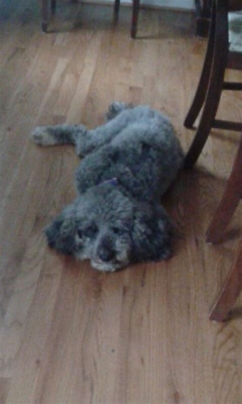 Daisy Maye My Australian Labradoodle Got A Haircut Australian