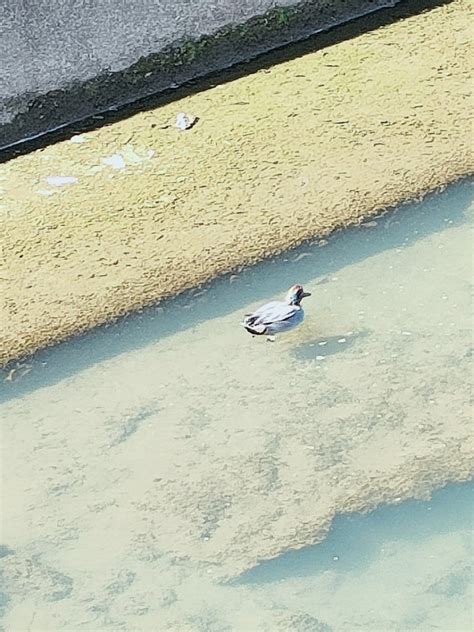 許される事と許されない事 モーツァルトのブログ