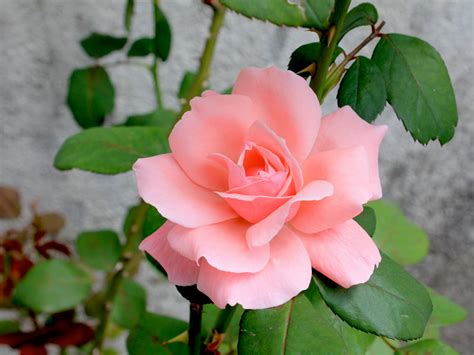 Rosa Sp 04 Blog Plantei