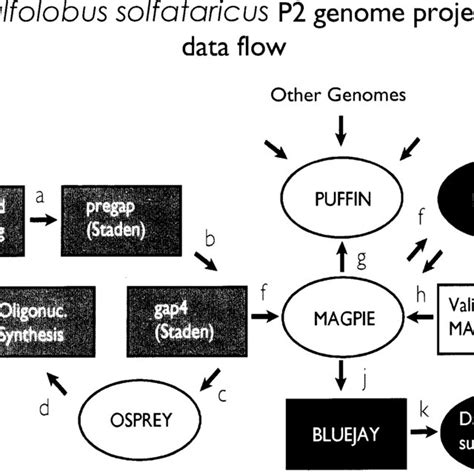Sequencing Progress In The Sulfolobus Solfataricus P2 Genome Project Download Scientific Diagram