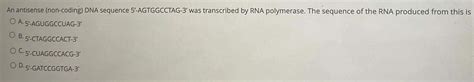 Solved An Antisense Non Coding DNA Sequence Chegg