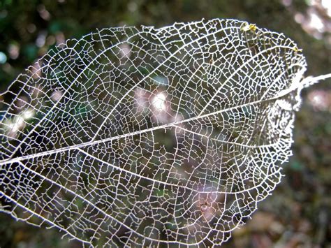 Found A Leaf In The Final Stage Of Decomposition On My Run This