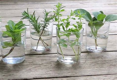 10 Plantas Aromáticas Que No Necesitan Tierra Para Crecer Tecnicas Y