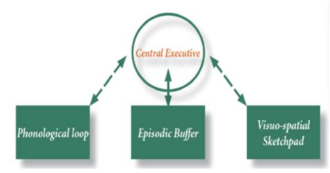 Working Memory Model Flashcards Quizlet