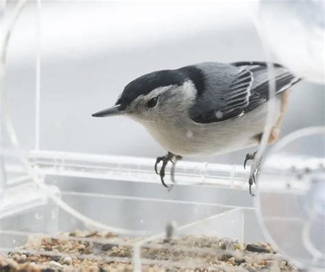 12 Small Gray Birds Id Photos