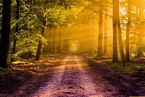 Forest Sunset Nature Free Photo On Pixabay