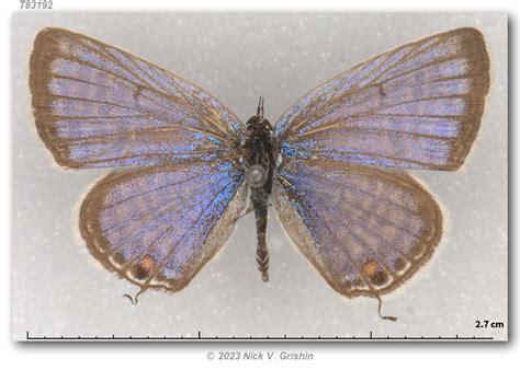Birabiro Elicola Type Specimens