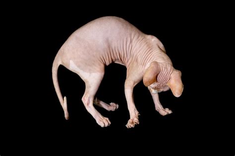Gato Raza Canadian Sphynx En Un Negro Foto Premium