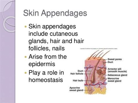 Chapter 4 Skin And Body Membranes