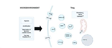 Factors In The Microenvironment That Contribute To Metabolism In Treg Download Scientific