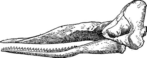Sperm Whale Skull Vintage Engraving 35036996 Vector Art At Vecteezy