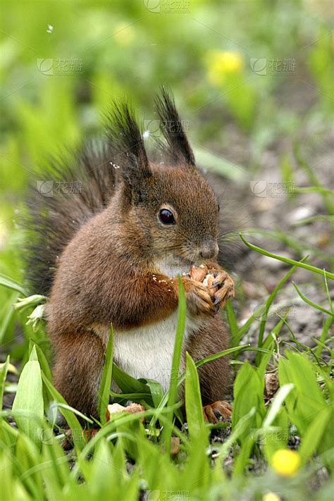 欧亚红松鼠
