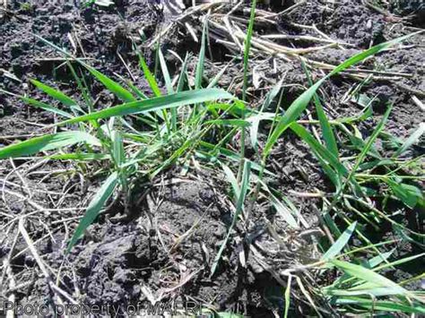 Province Of Manitoba Agriculture Quackgrass
