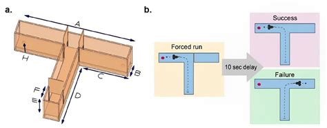 学习笔记 ｜ 小鼠经典行为学实验分享 知乎