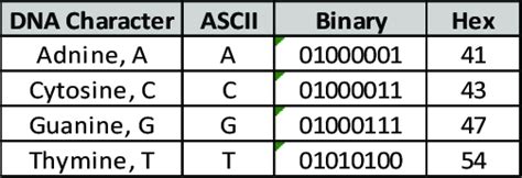 Data Conversion Table For Dna Characters In Ascii Download Scientific
