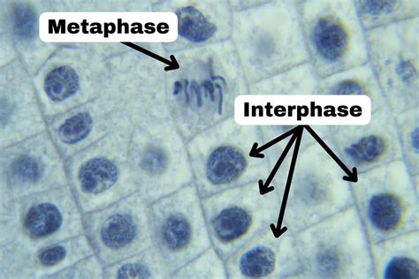 17 Interesting Facts About Interphase Worlds Facts