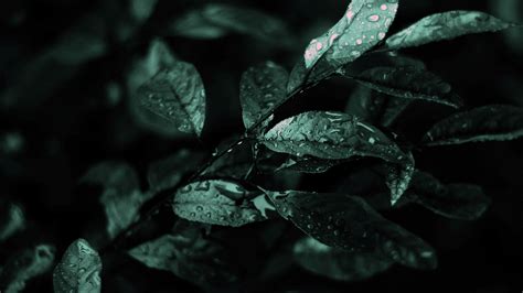 Hoja Plant 1080p 2k 4k 5k Hd Wallpapers Free Download