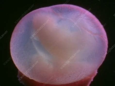 Rat Embryo In Capsule Light Microscopy Stock Video Clip K0057932