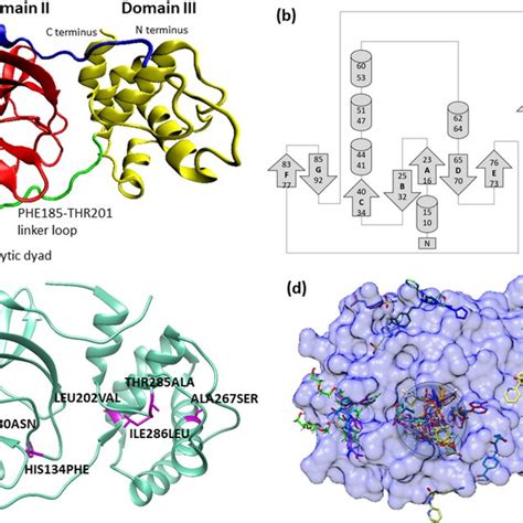 Three Dimensional 3d Structure A And Topology B Of Sars Cov 2 Download Scientific