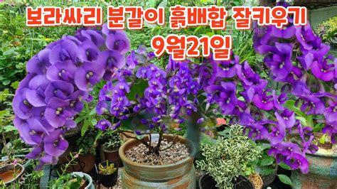보라싸리 분갈이 키우기 흙배합 YouTube