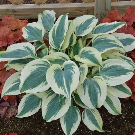 World Of Hosta Collection White Flower Farm
