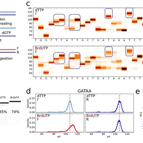 Effect Of BrdU Incorporation Into DNA On Nanopore Sequencing Current