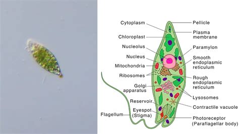 Euglena Eyespot Definition Function Types Structure Proteins