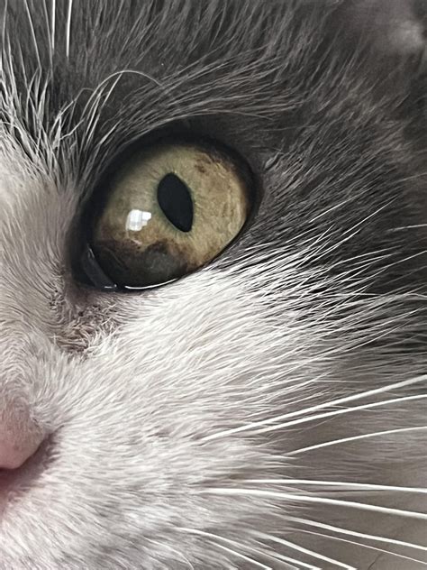 Anyone Know Why My Cats Eye Is Like This Is It Bad Rcats