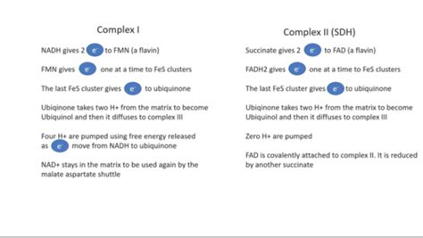 Mitochondria And Atp Synthesis Flashcards Quizlet