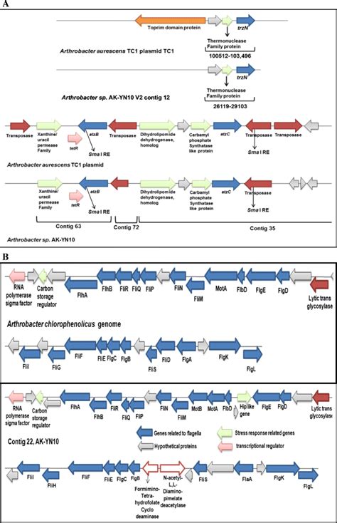 Organization Of Genes Involved In Atrazine Degradation And Organism