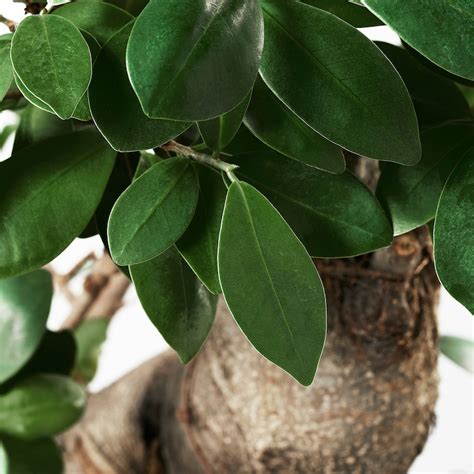 Ficus Plant With Pot Bonsaiassorted Colors 8 ¾ Ikea Us
