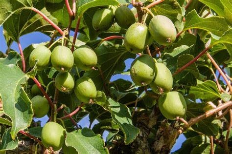 How To Grow Hardy Kiwi Hardy To 40 Degrees — Practical Self Reliance