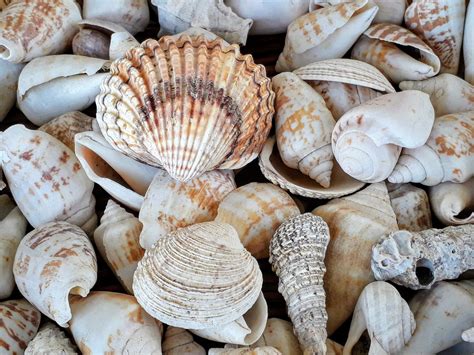 Mongo Shell Les Commandes à Connaître Pour Manipuler Mongodb Depuis Le