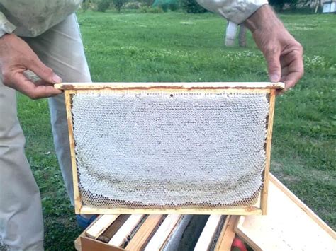 How To Store Bee Frames Storables