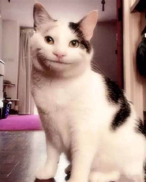 喵版假笑男孩引人发笑，表情太无奈，猫咪：喵生艰苦，卖笑为生！