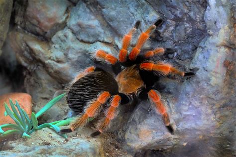 Red Tarantula Spider