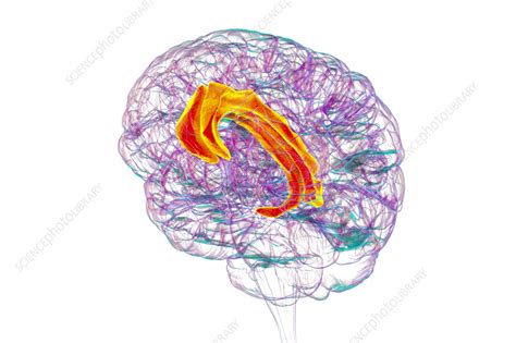 Human Brain With Highlighted Cingulate Gyrus Illustration Stock