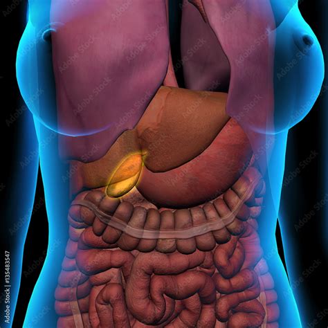 Female Gall Bladder Anatomy Isolated Stock Illustration Adobe Stock