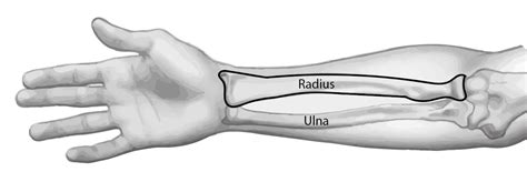 Wrist Bone Anatomy Radius