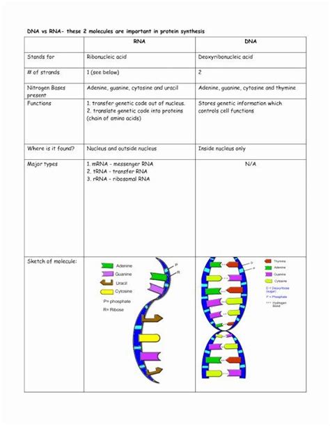 Dna And Rna Worksheet Goorganic