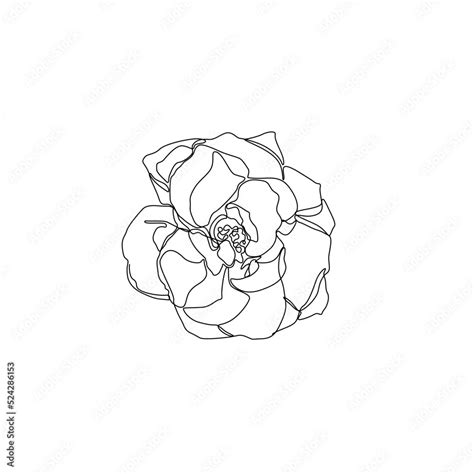 Rose Continuous Line Drawing Tattoo Print For Clothes And Logo Design