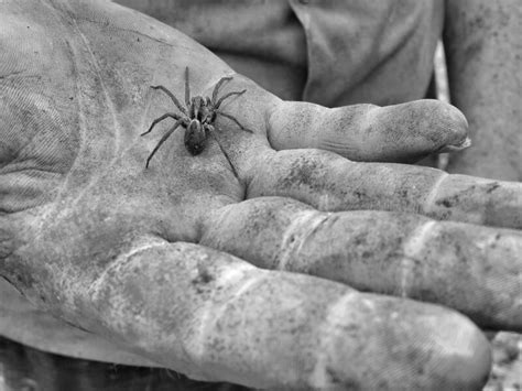 How To Kill A Spider Without Touching It
