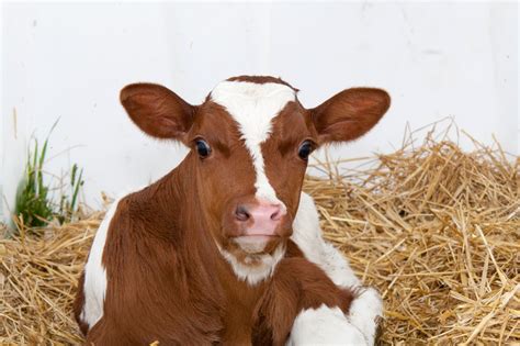 Holstein Association Usa Provides Early Onset Muscle Weakness Syndrome
