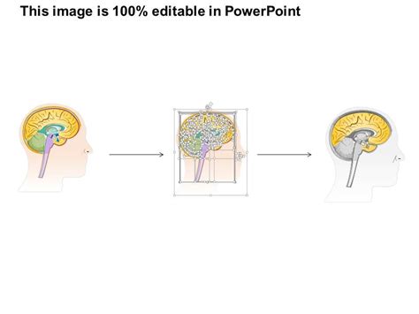 Anatomy Of Brain Medical Images For PowerPoint PowerPoint Templates Backgrounds