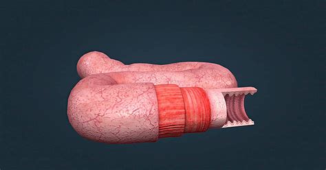 Gastric Tract Background Images Hd Pictures And Wallpaper For Free