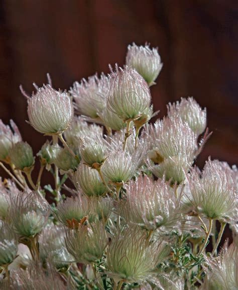 Apache Plume Photos Page 1