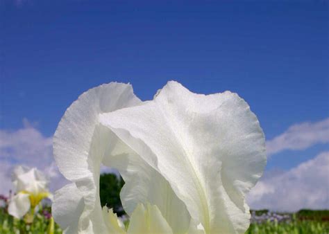 Hohe Bart Iris Iris Barbata Elatior Pflanzen Und Pflegen Mein