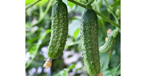 Краставиците се нуждаят от храна Български Фермер