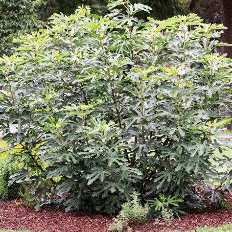 Little Miss Figgy Patio Fig Tree Roots Plants